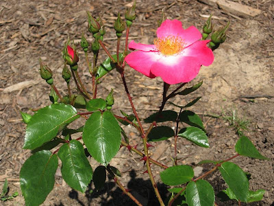 Brueckner Rhododendron Gardens: Tess of the D'Urbervilles, Evelyn ...