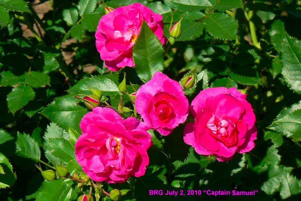 Brueckner Rhododendron Gardens: Jul 5, 2010