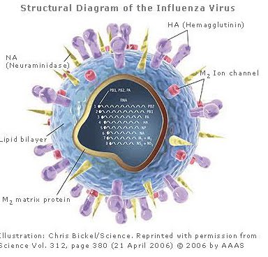 J Juliant: Gambar 1 : Struktur Virus Influenza A