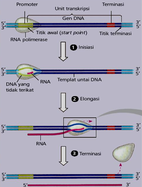 Biology on Demand: Genetika