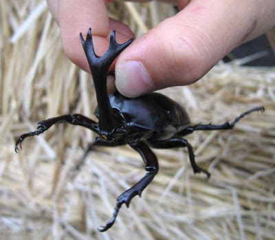 Living in Aizu: Kabutomushi kids