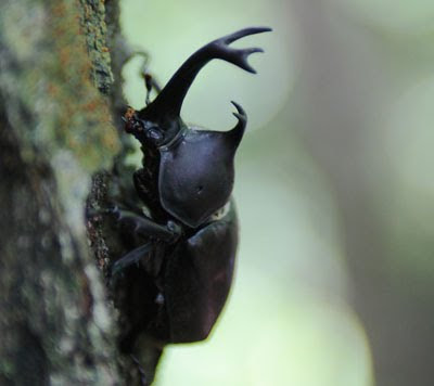 Living in Aizu: Kabutomushi kids