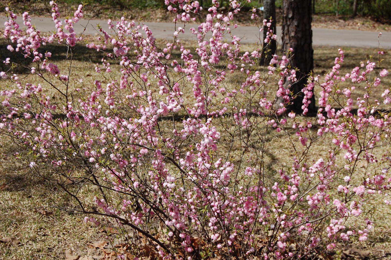 Brenda's "Texas Wild" Garden: Flowering Almond Shrub