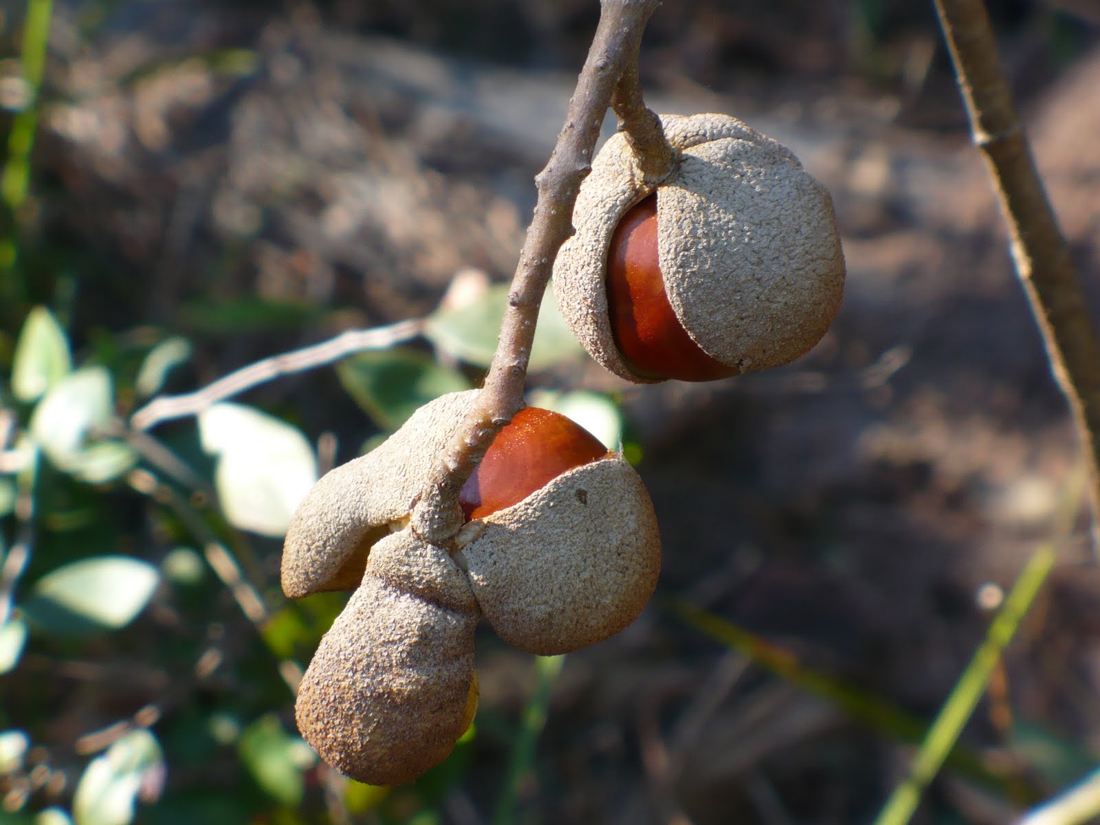 Brenda's "Texas Wild" Garden: Red Buckeye