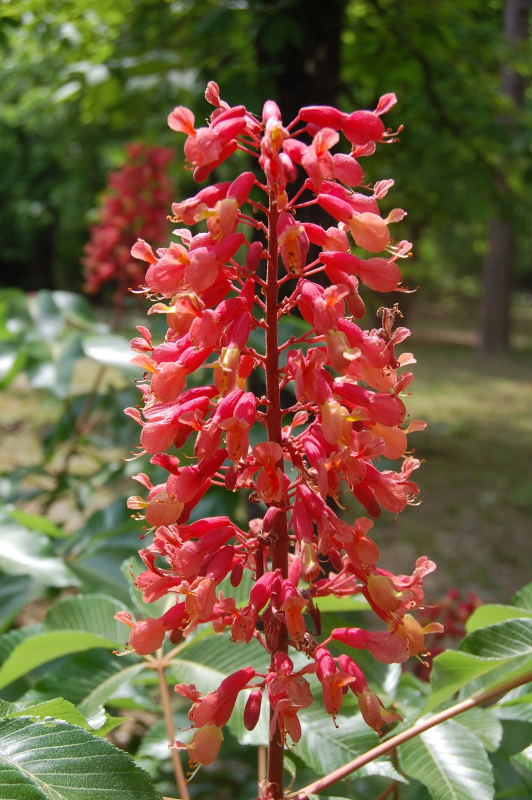 Brenda's "Texas Wild" Garden: Red Buckeye