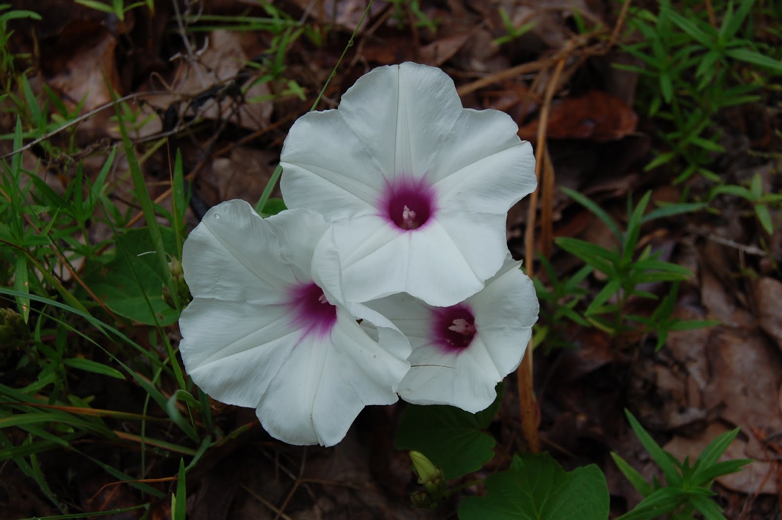 Brenda's "Texas Wild" Garden: Texas Bindweed