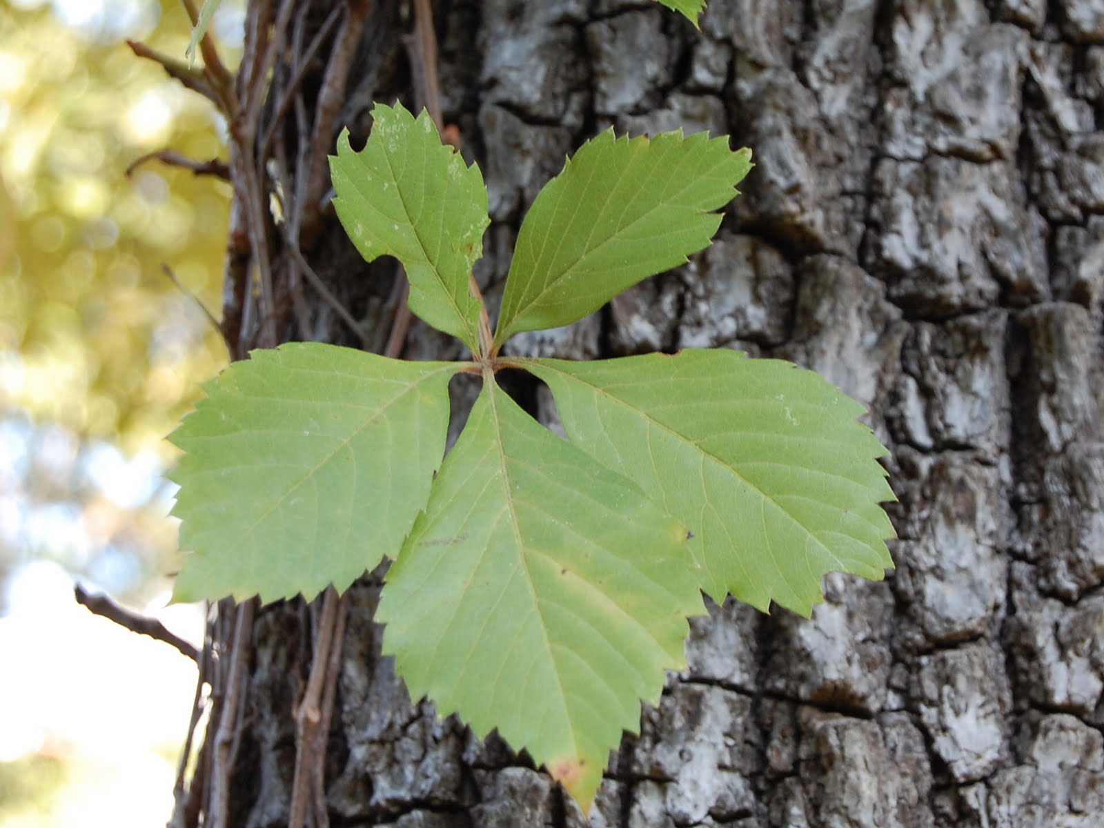Brenda's "Texas Wild" Garden: Poison Ivy