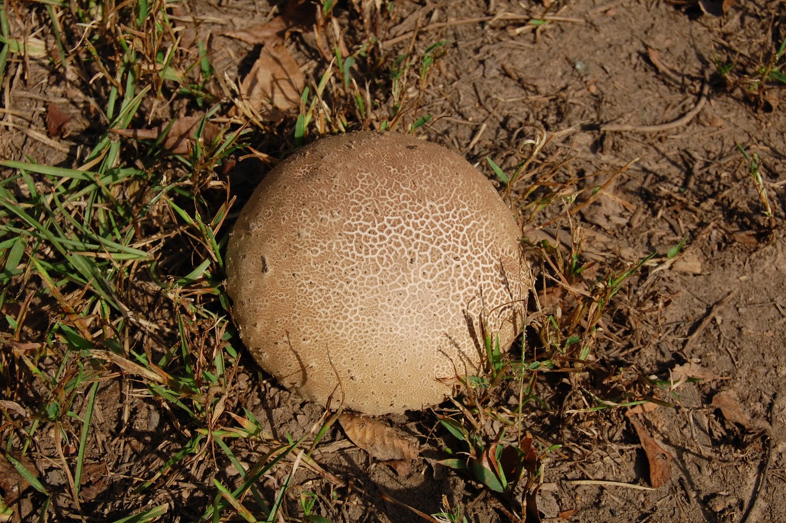 Brenda's "Texas Wild" Garden: Puffball Fungi