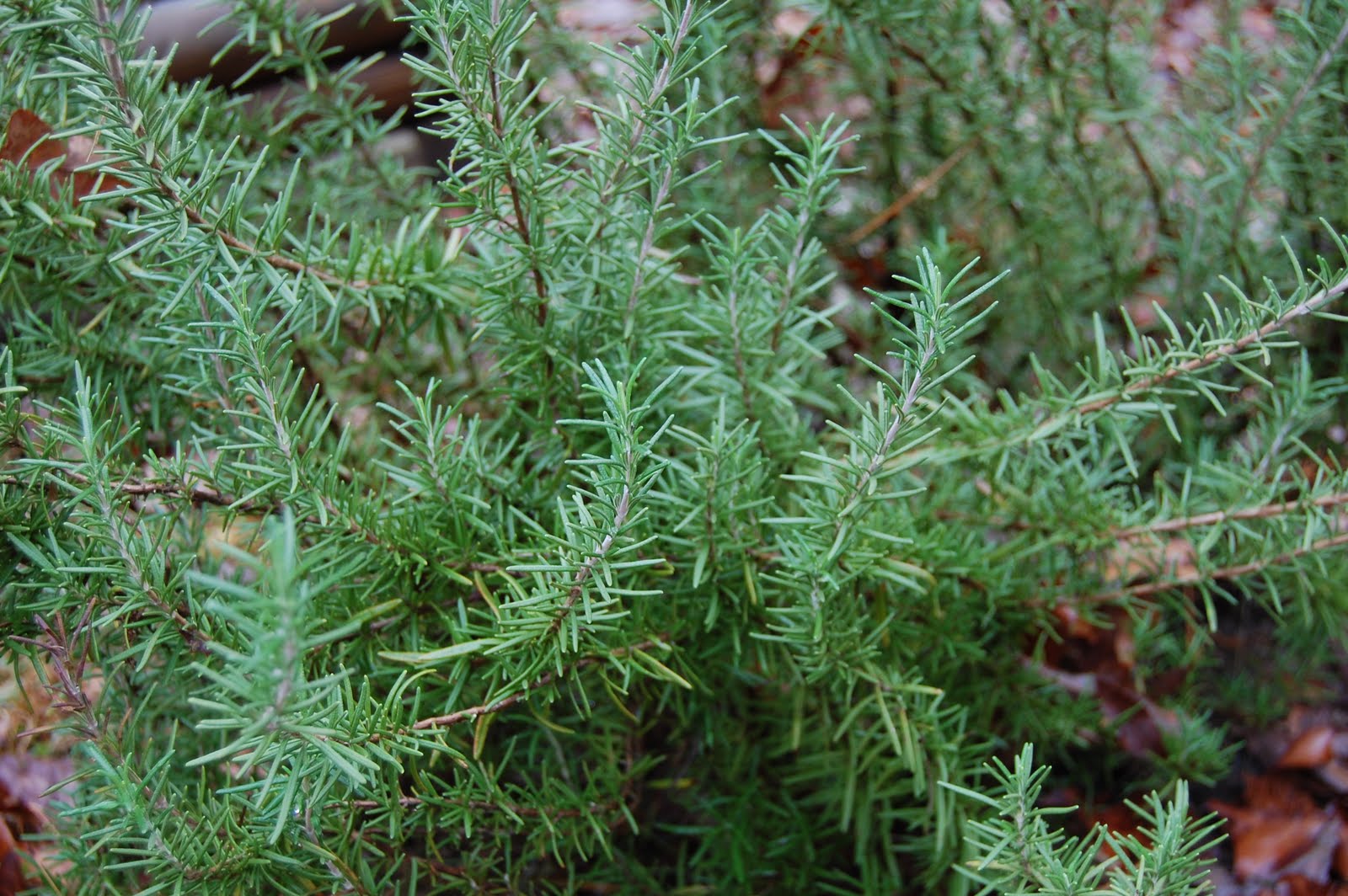 Brenda's "Texas Wild" Garden: Origin and Symbol of Evergreens at Christmas