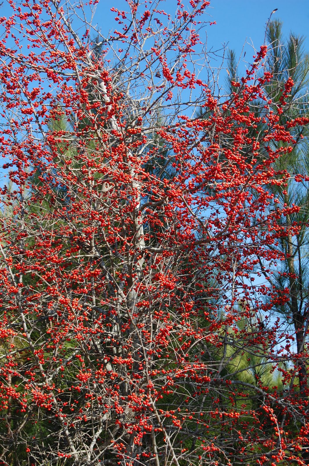 Brenda's "Texas Wild" Garden: Possumhaw Holly