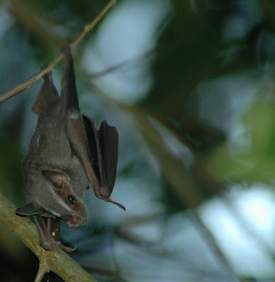 Furry and Fuzzy: Common tent making bat, Rio Nuevo, Osa Peninsula ...