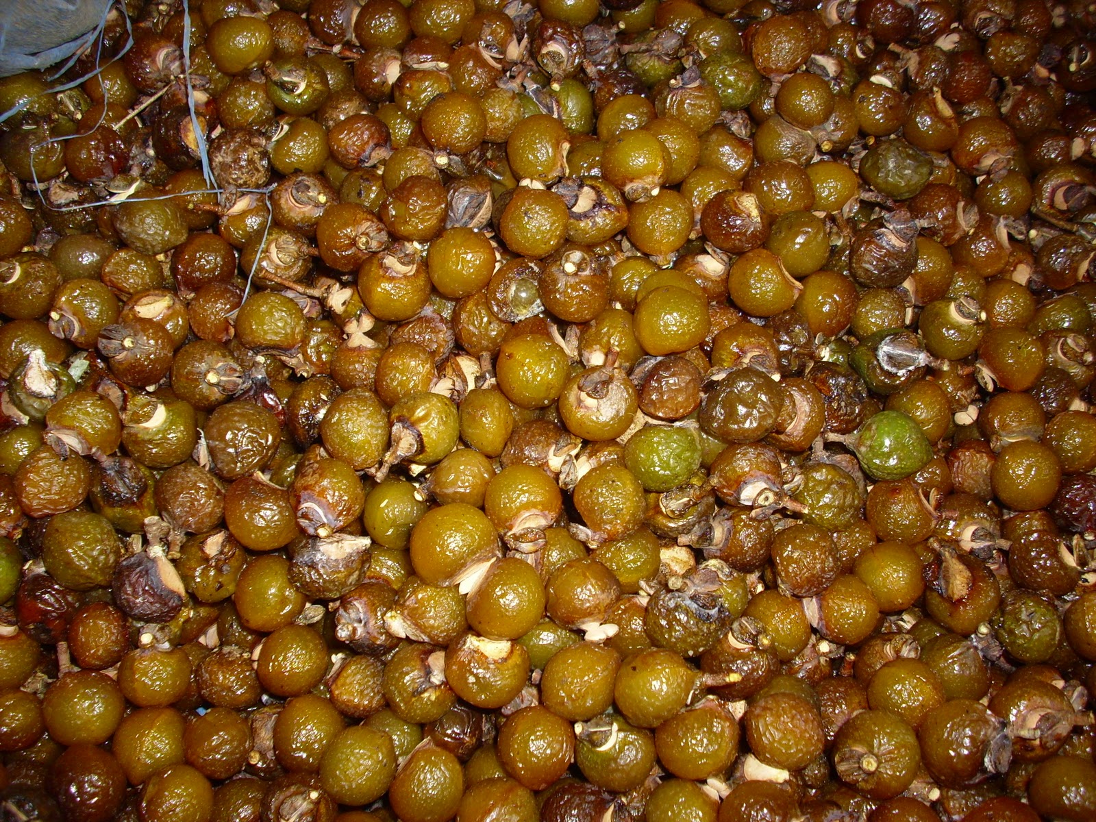 Lerak Soapnut: Buah Lerak (Sapindus Mukorossi) / Young Soapnut