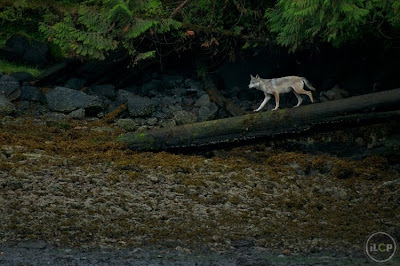 EXPOSE: World’s Leading Nature Photographers Urge Canada to Reconsider ...