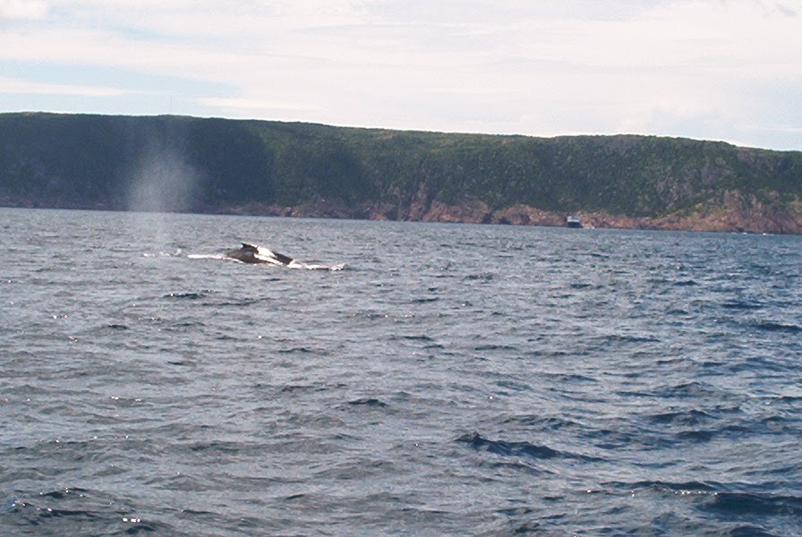 Think Outside the Can: Newfoundland Blood Pudding