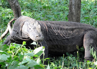 World Adventures: Day 51 Slawi Bay, Komodo, Indonesia