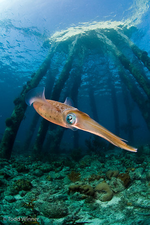 - Intro to Digital Photography