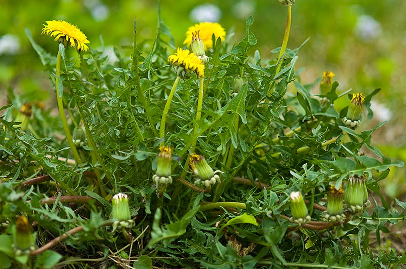 Dandelion With Taproot