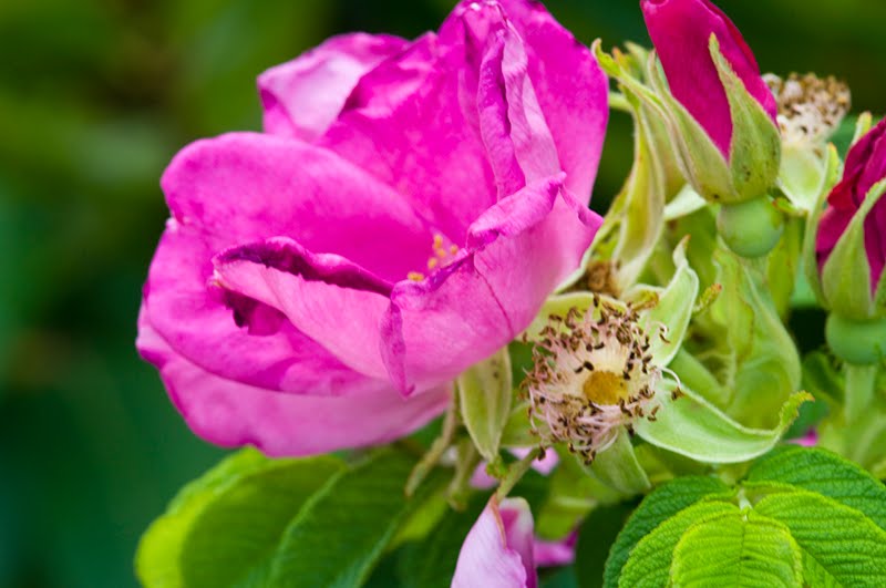 The 3 Foragers: Foraging for Wild, Natural, Organic Food: Rosehips ...