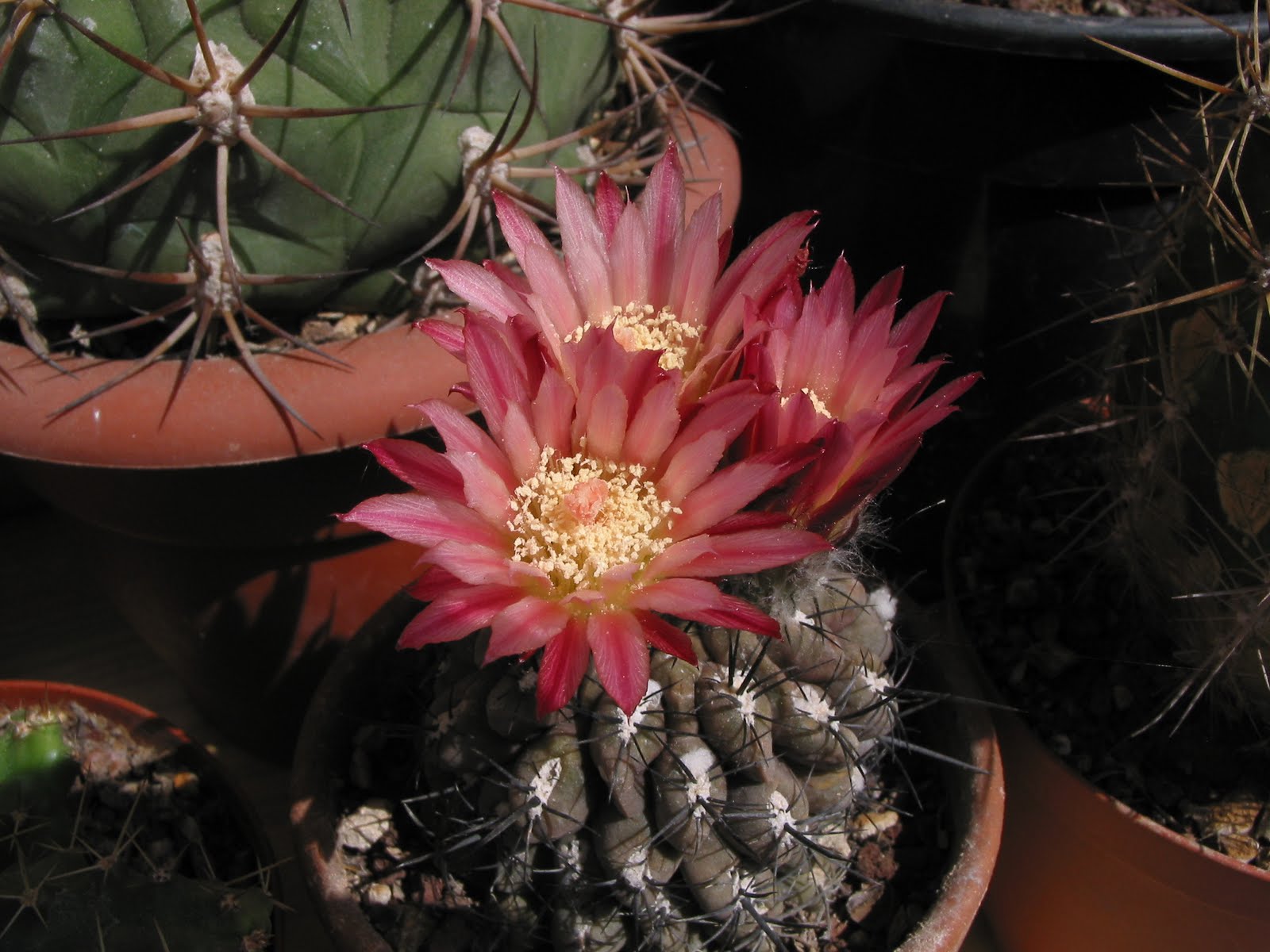 Alphecca: Fioritura delle piante grasse nella primavera estate 2010 ...