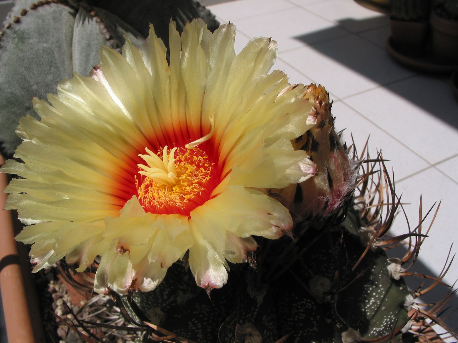 Alphecca: Altri fiori di piante grasse della stagione 2010. Some more ...