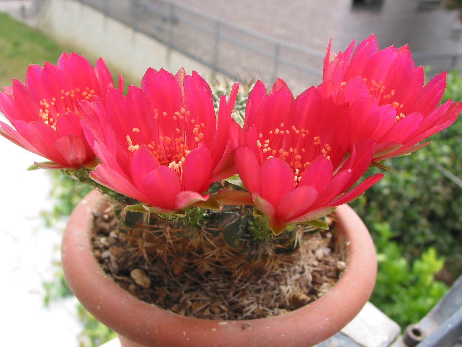 Alphecca: Ancora nuovi fiori della mia collezione di piante grasse ...