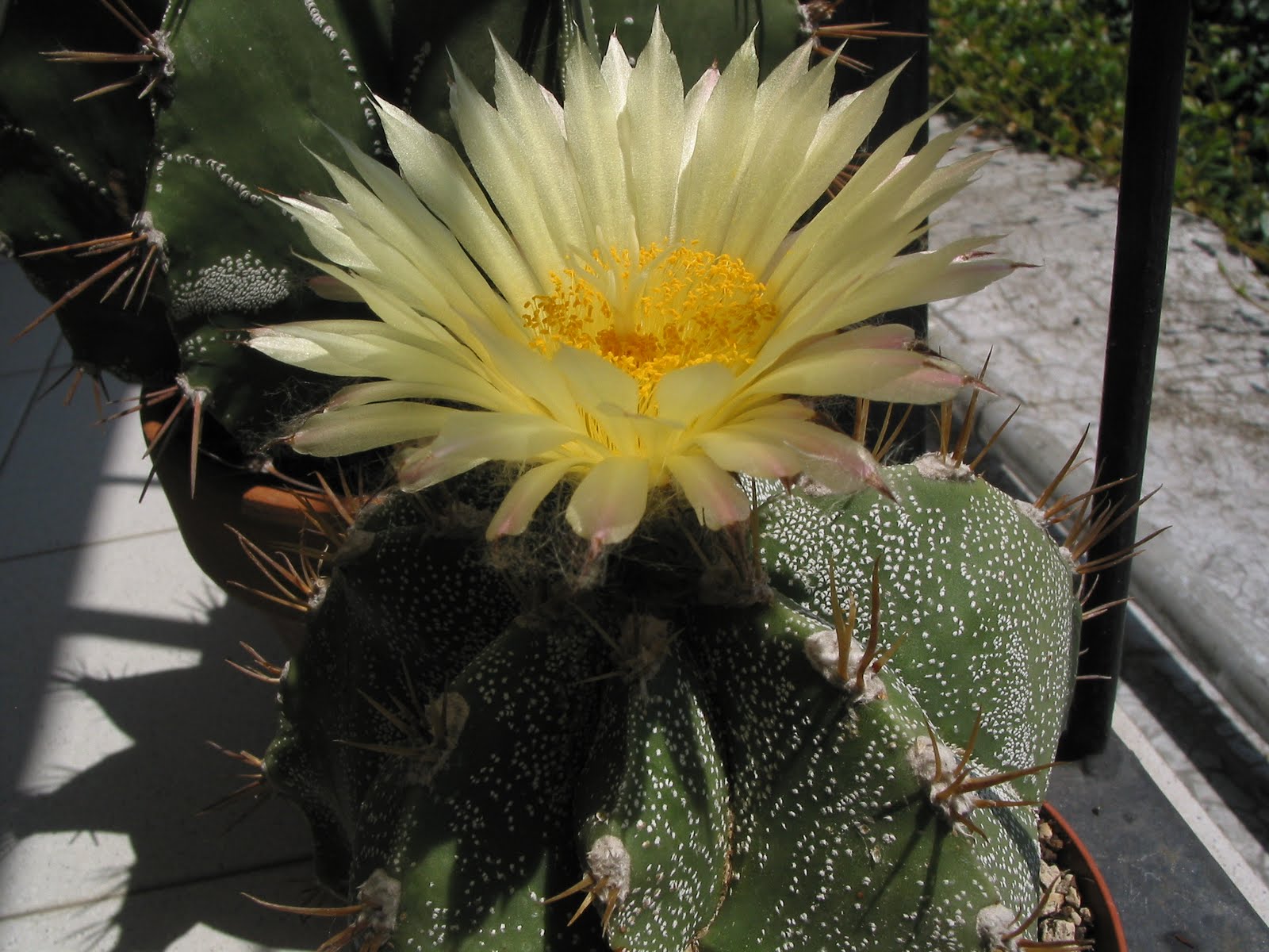 Alphecca: Ancora nuovi fiori della mia collezione di piante grasse ...