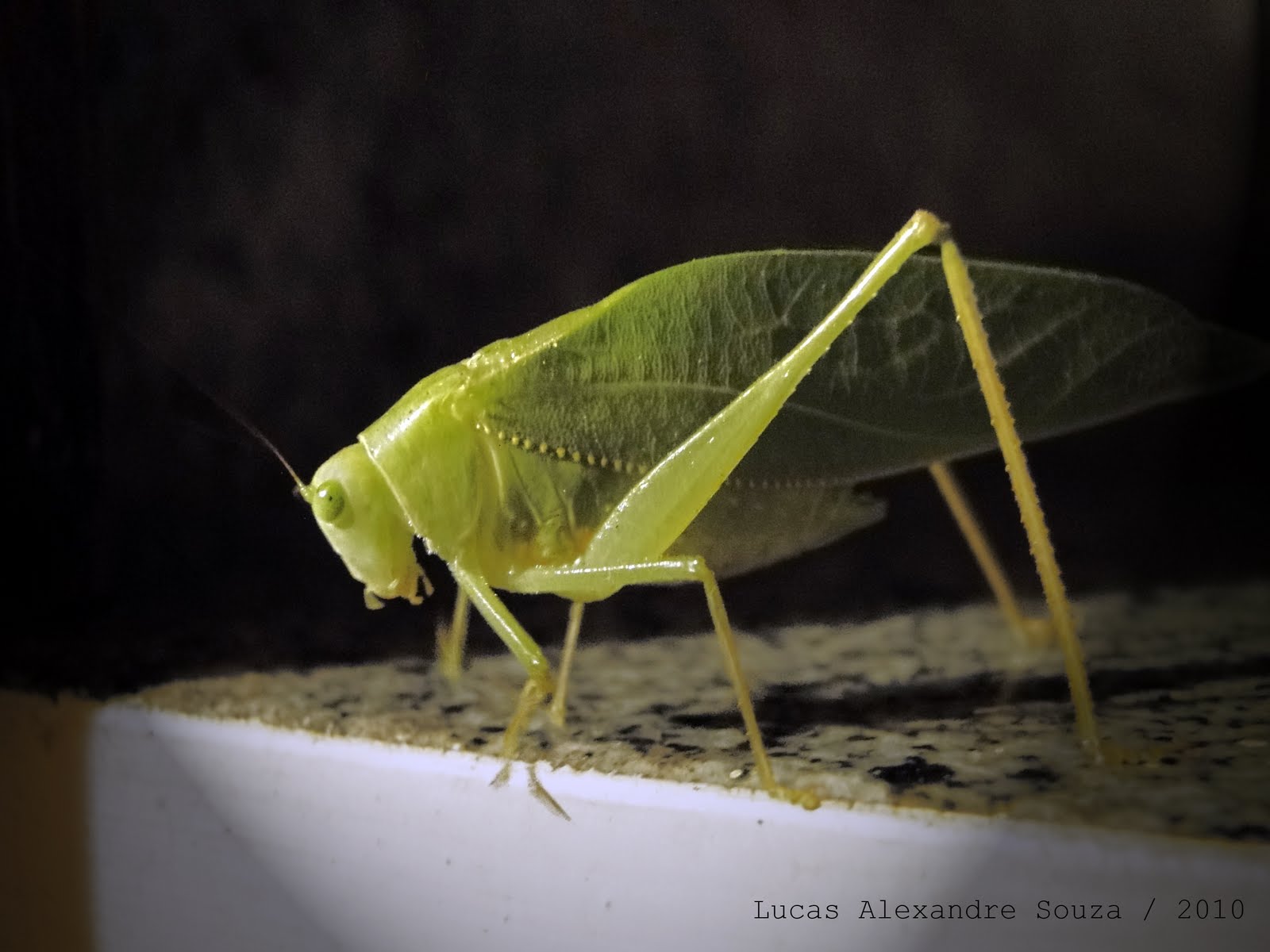 iKoNE foTO deSIGN: Bicho Grilo