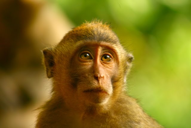 white fronted leaf monkey (Presbytis frontata)