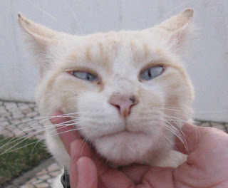 Visión en animales: Gato bizco