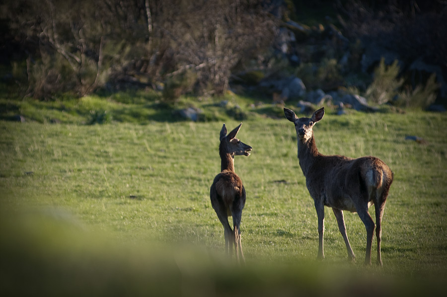 Fotografias Oscar RT: Venados, Ciervo comun, (Cervus elaphus)