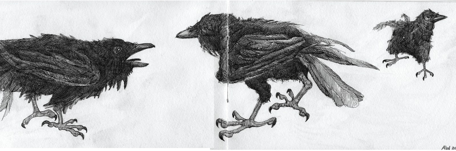 Wilsonic Illustration: Old Crows