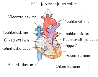 Ysin urakat: Biologia
