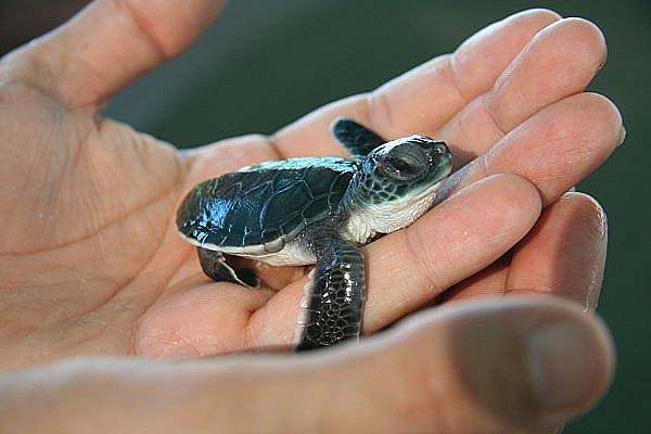 Green Turtle Photos