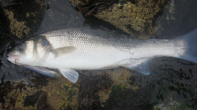 Zeebaarsshop.nl Blog - Dutch Bass Fishing: Weekendje naar Texel op Zeebaars