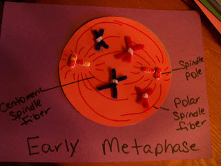 Stacy human biology: Early Metaphase