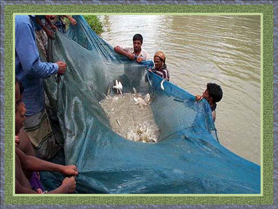Bangladeshi culture: Fish farming in Bangladesh