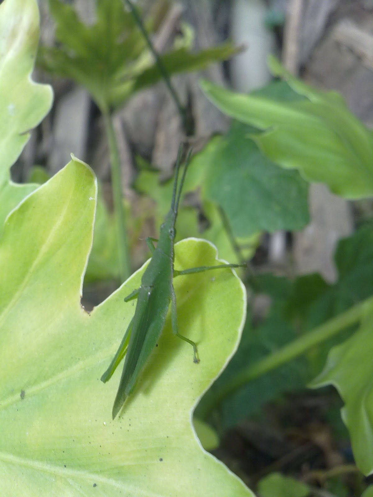 Rainforest of Assam: PHOTO GALLERY