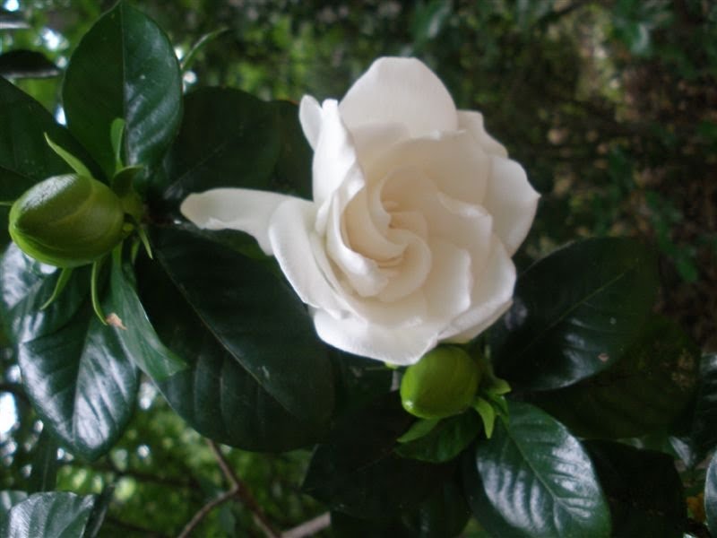 MARIETTE'S BACK TO BASICS: {Heavenly Gardenia Jasminoides 'Aimee Yoshioka'}