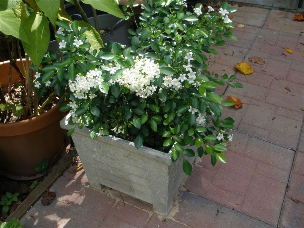 MARIETTE'S BACK TO BASICS: {Murraya Paniculata 'Orange Jasmine'}