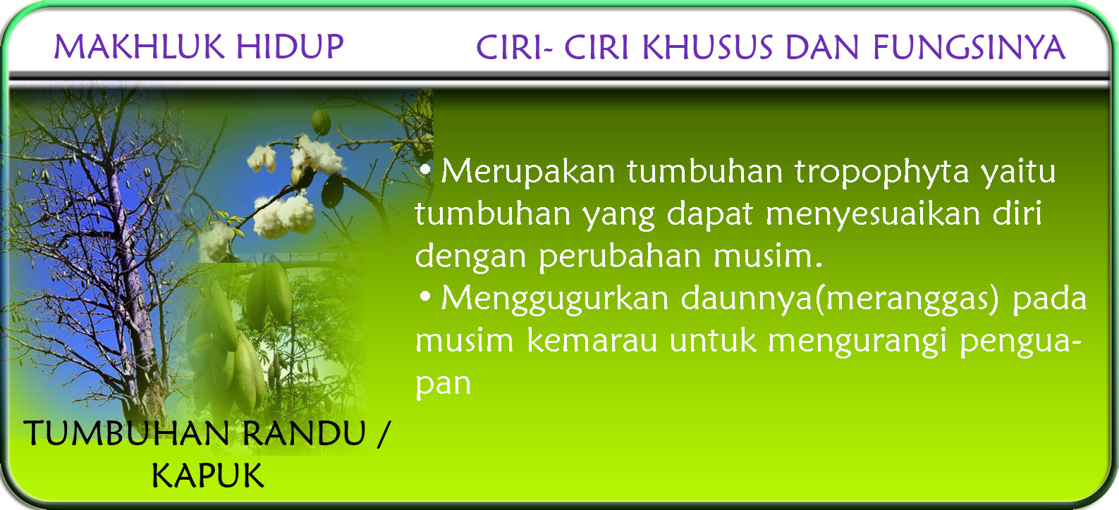 X-PLORE: Ciri-ciri khusus makhluk hidup (TUMBUHAN) Vol. 1