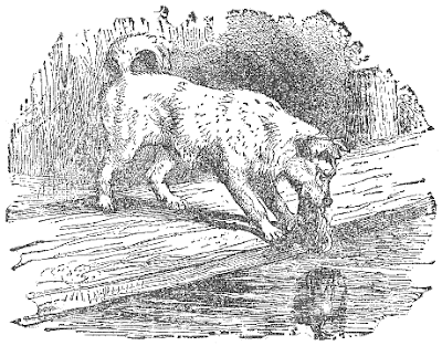 Aesop's Fable Stories: The Dog and The Shadow