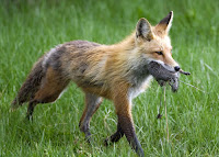 SERANGGA DAN PERLINDUNGAN TANAMAN: INTERAKSI ANTARA MANGSA DAN PEMANGSA ...