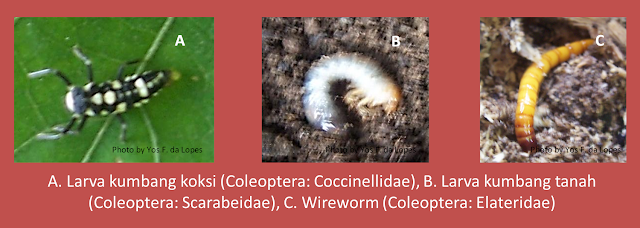 SERANGGA DAN PERLINDUNGAN TANAMAN: TIPE-TIPE LARVA SERANGGA