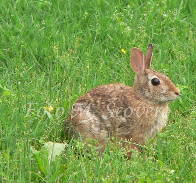 Esploratore Foto: La mini lepre