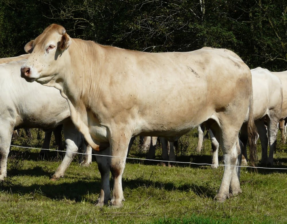 Blonde d' Aquitaine