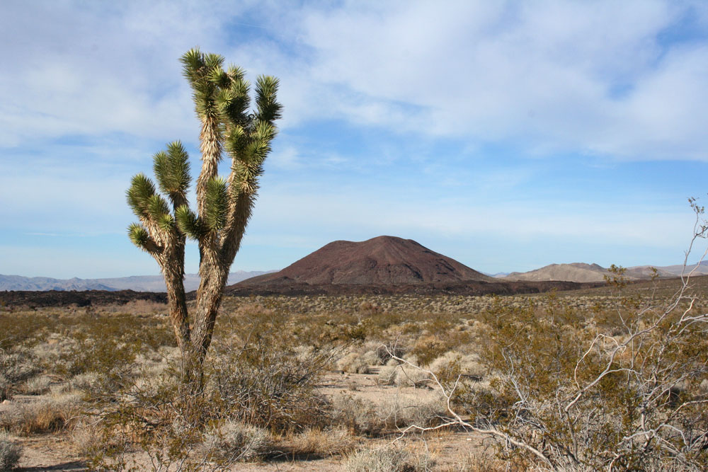 No Fixed Address: A few plants in the Mojave desert