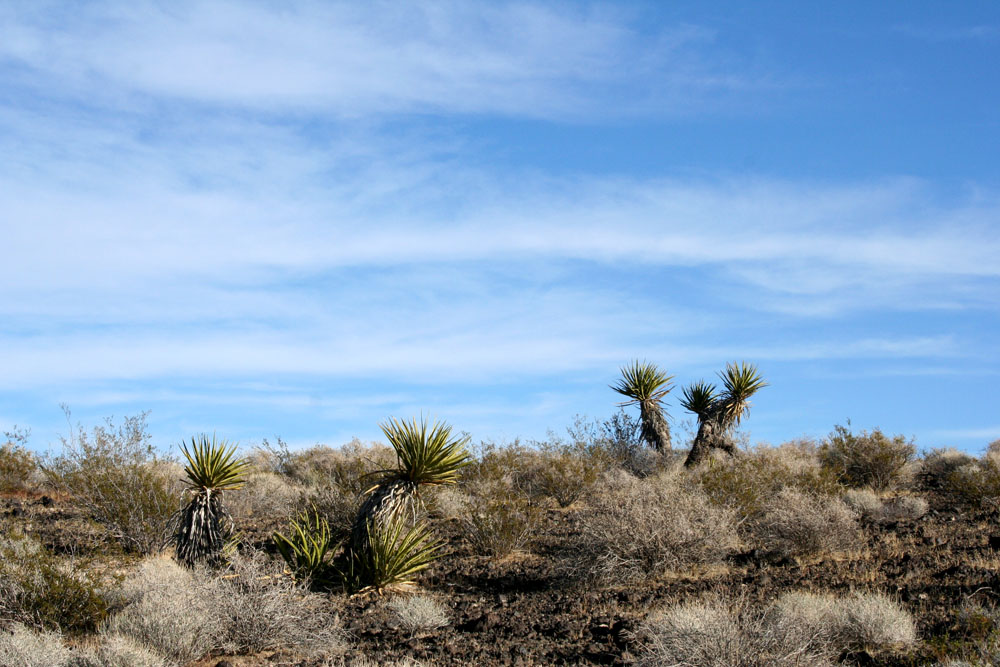 No Fixed Address: A few plants in the Mojave desert