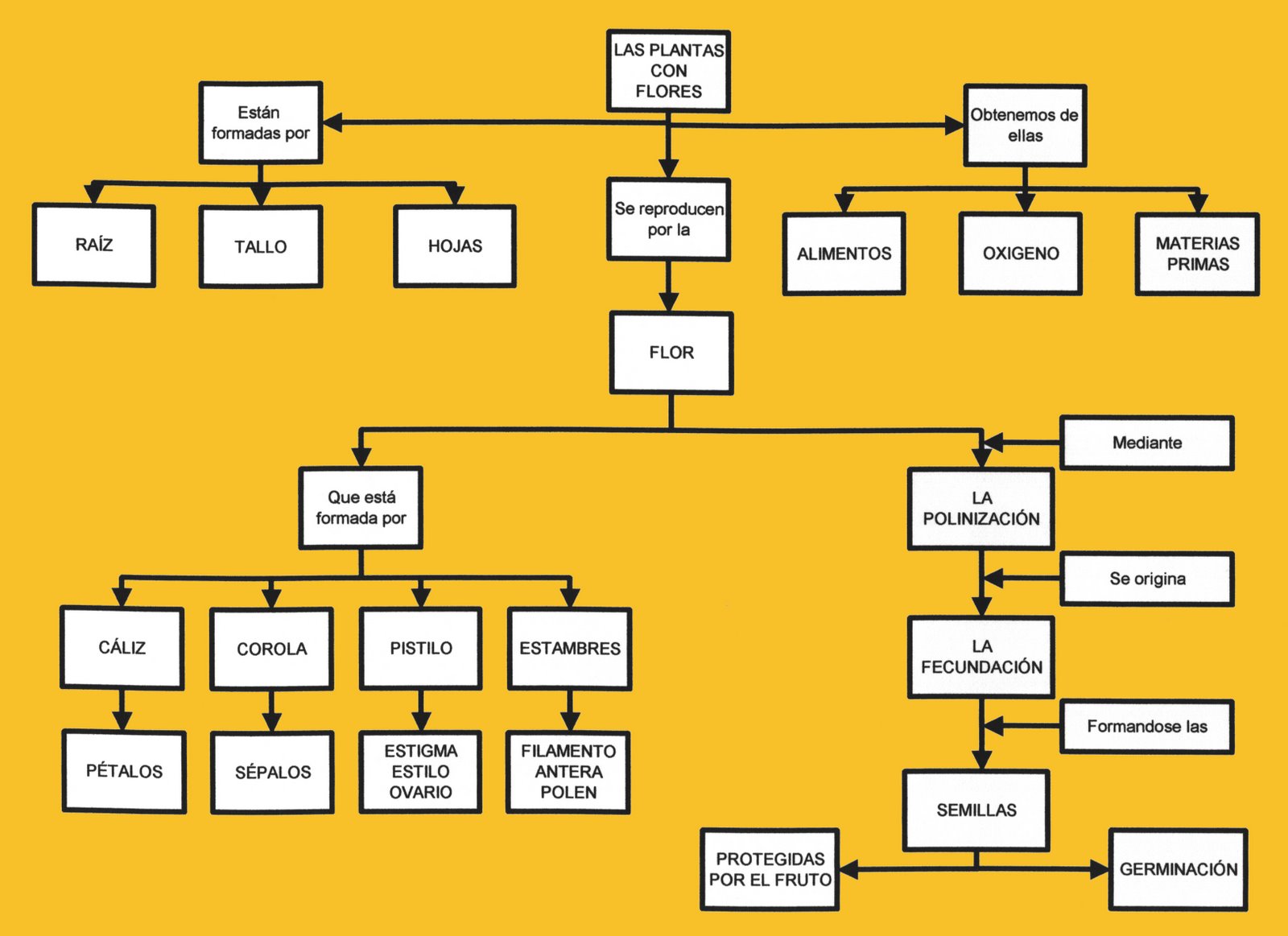 CIENCIA Y AMBIENTE: LAS PLANTAS Y SU CLASIFICACIÓN