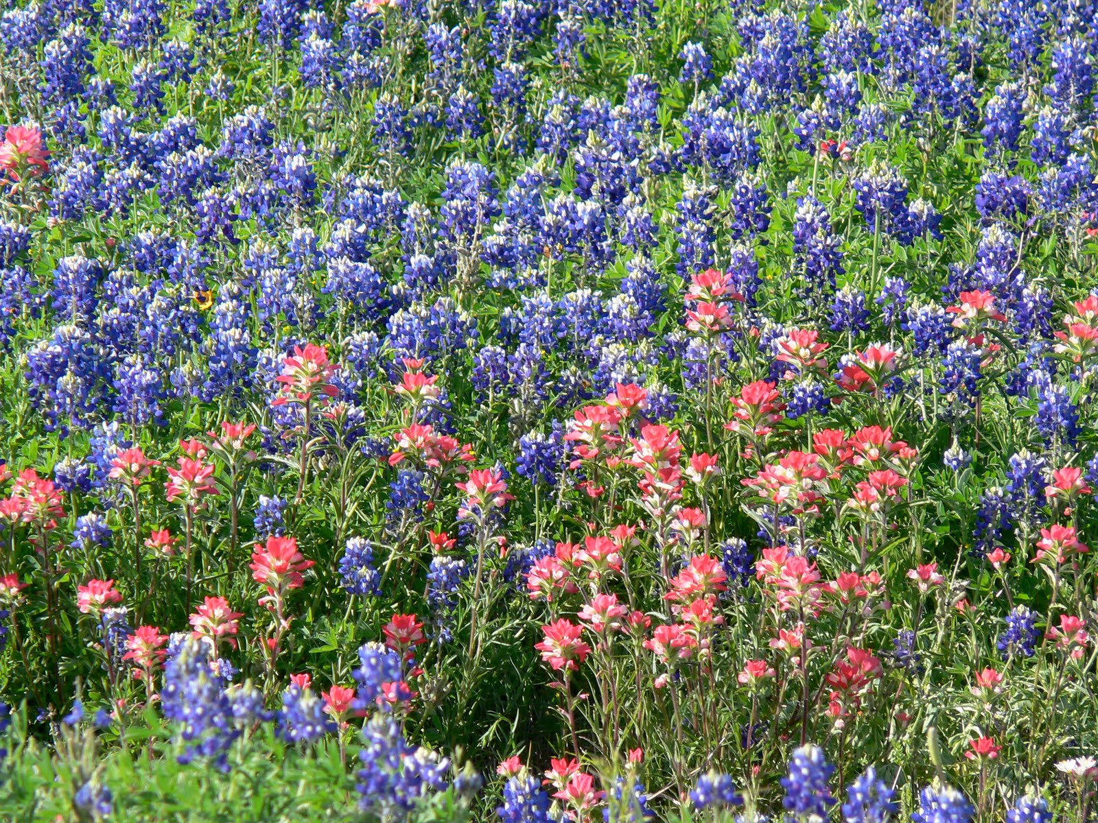 Along The Way with Trips & Travels: Texas Hill Country Wildflower Season