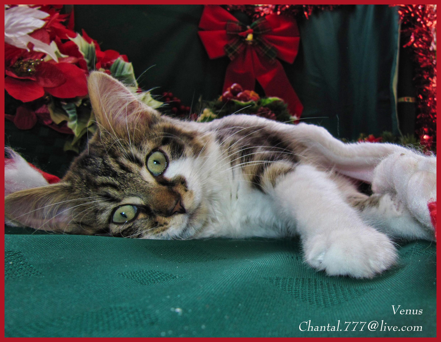 Cute Christmas Cats Pictures | Free Christian Wallpapers